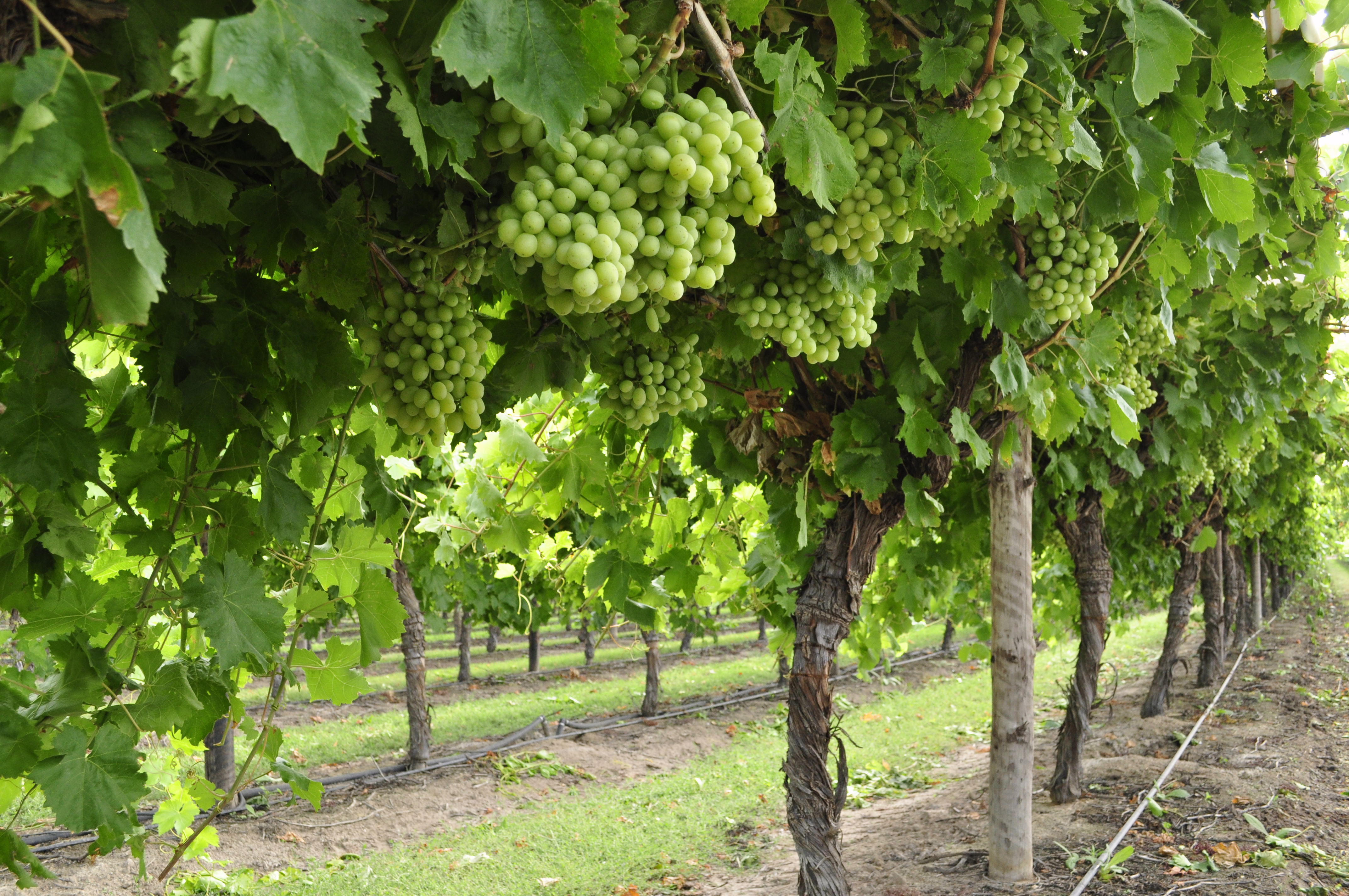 The Grape House – Gallery