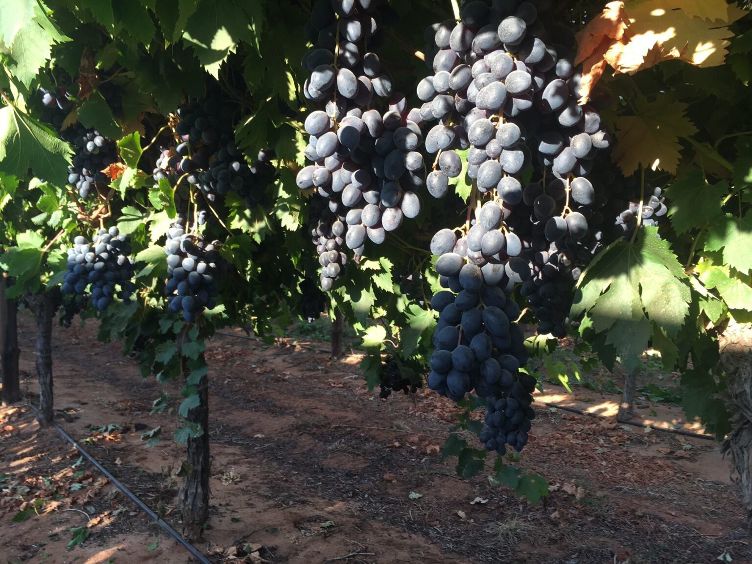Our Varieties – Autumn Royal – The Grape House Group