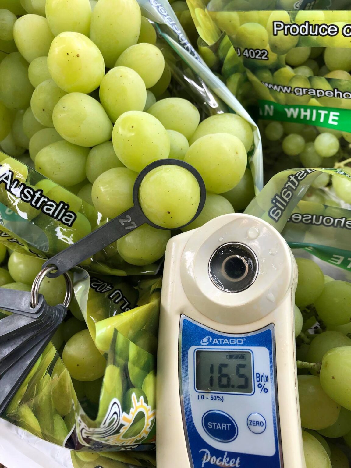 Our Varieties – Menindee Seedless – The Grape House Group