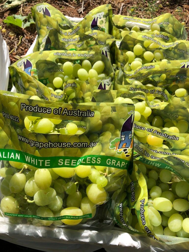 Our Varieties – Menindee Seedless – The Grape House Group