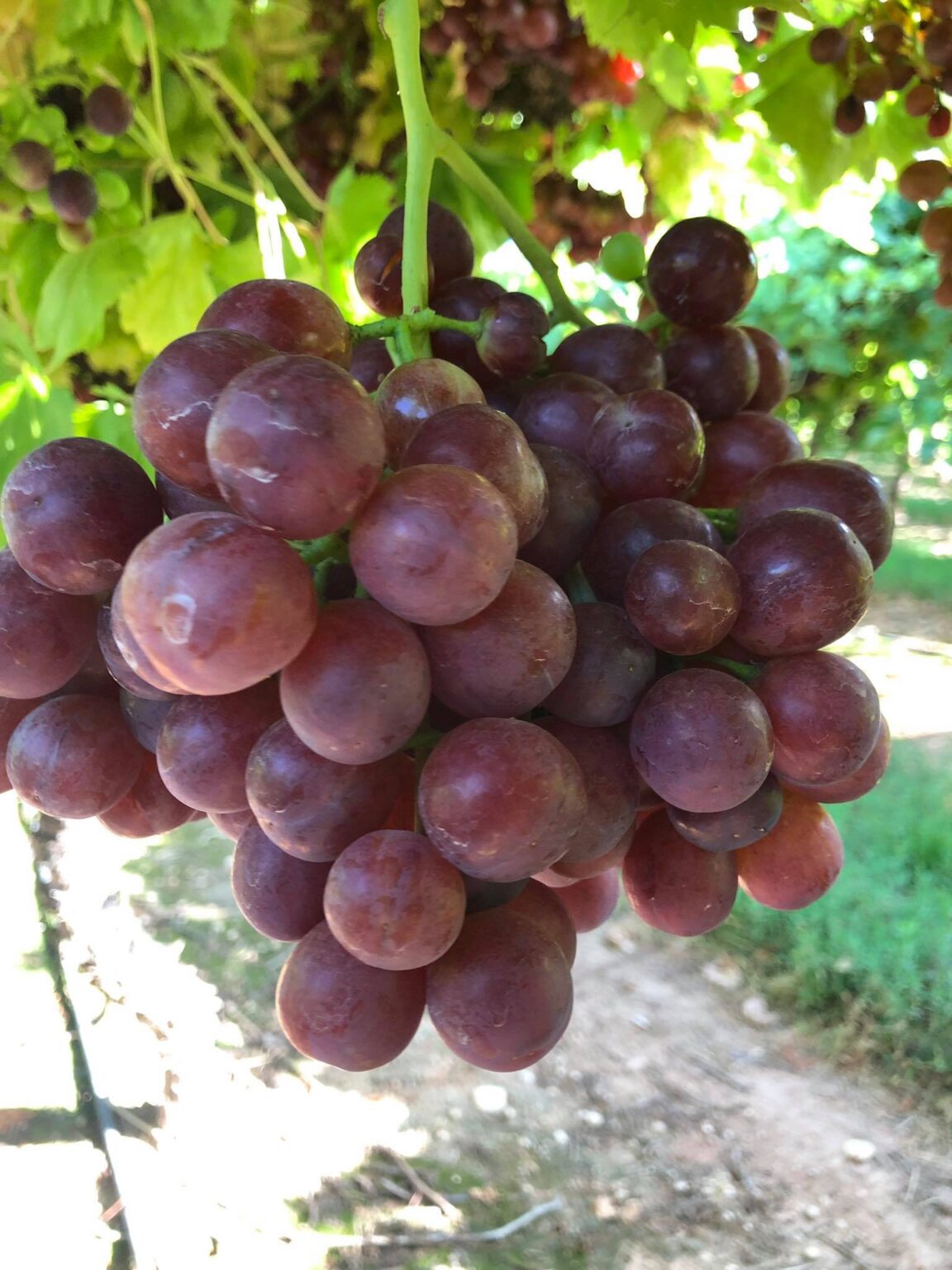 Our Varieties – Flame Seedless – The Grape House Group