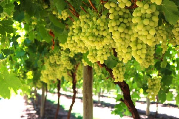Our Varieties – Sweet Globe – The Grape House Group