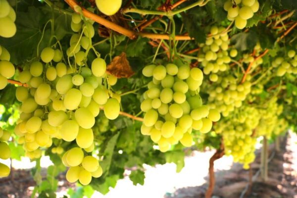 Our Varieties – Sweet Globe – The Grape House Group