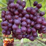 OUR VARIETIES – The Grape House Group