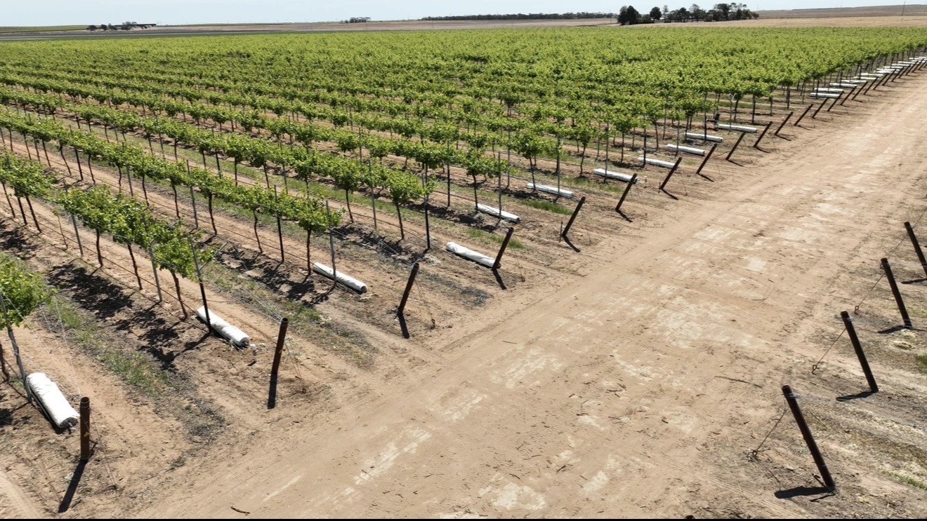 ORGANIC GRAPES – The Grape House Group